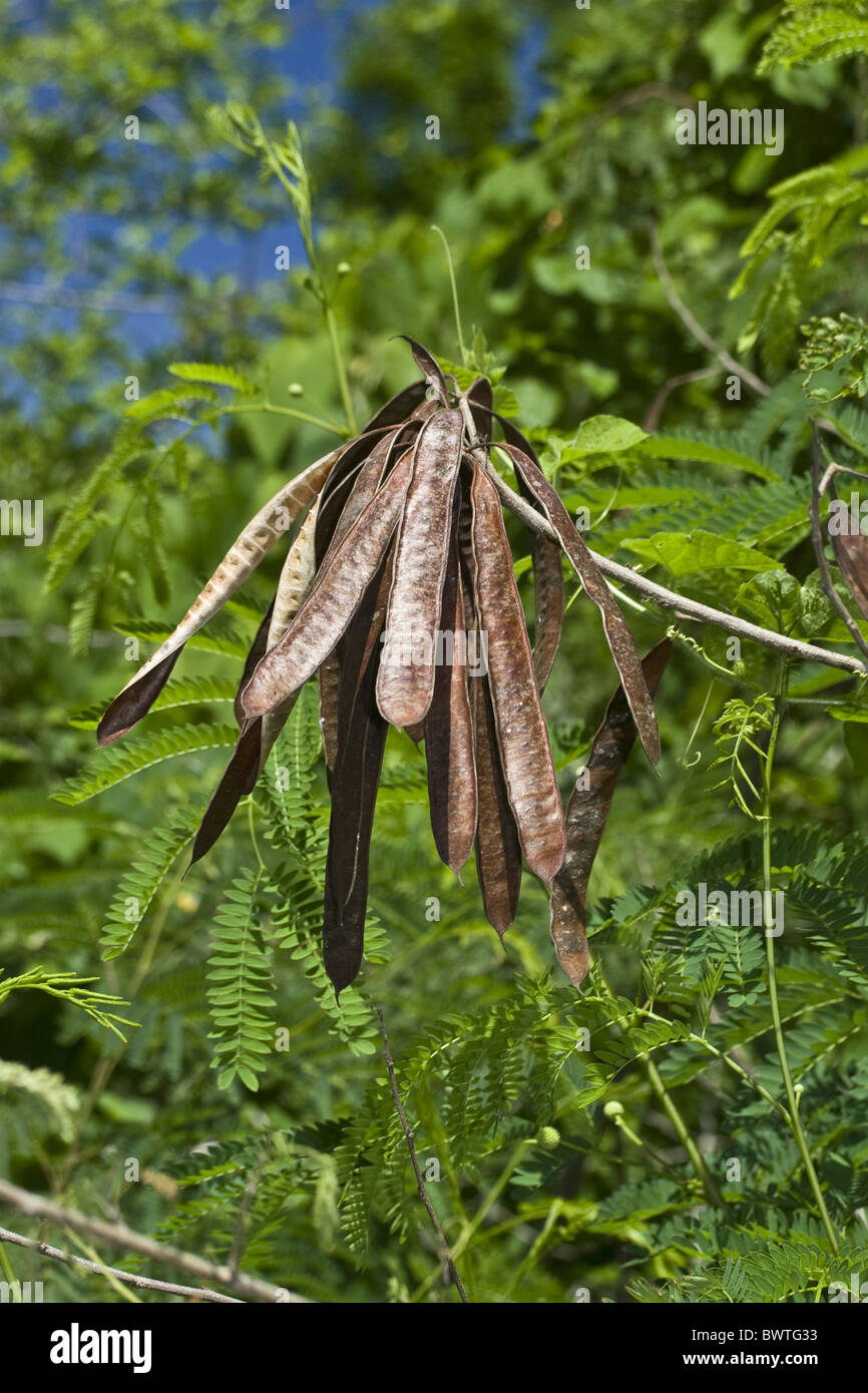 archipelago asia asian central american central america dry fabaceae ...