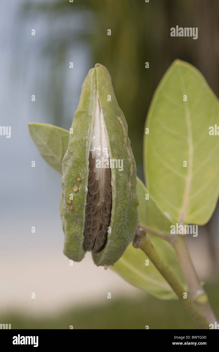 Seedpod Seedpods Seed pod Seed pods Crown flower Calotropis gigantea ...