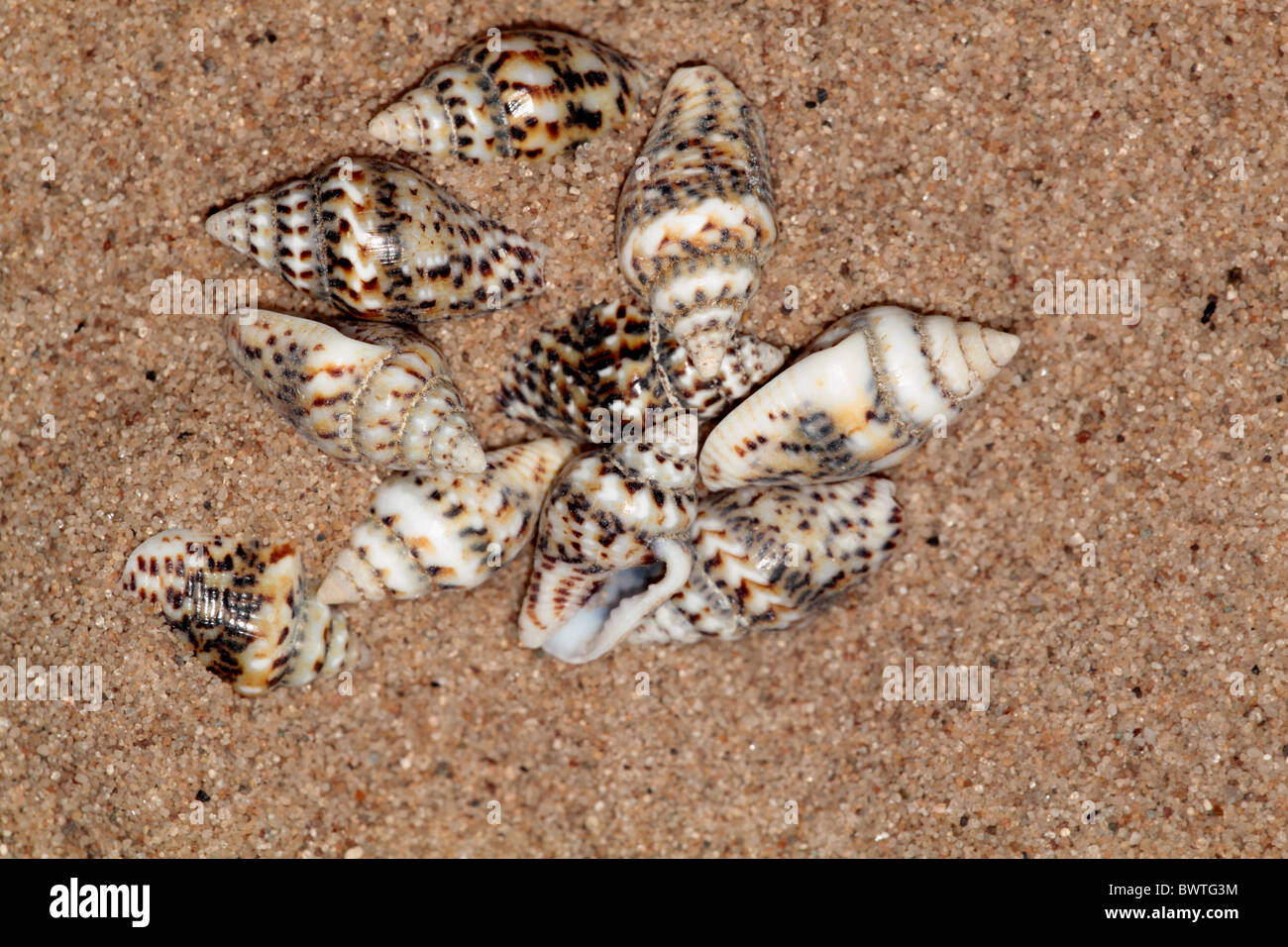 Patterned sea shells arranged randomly on sand Stock Photo - Alamy