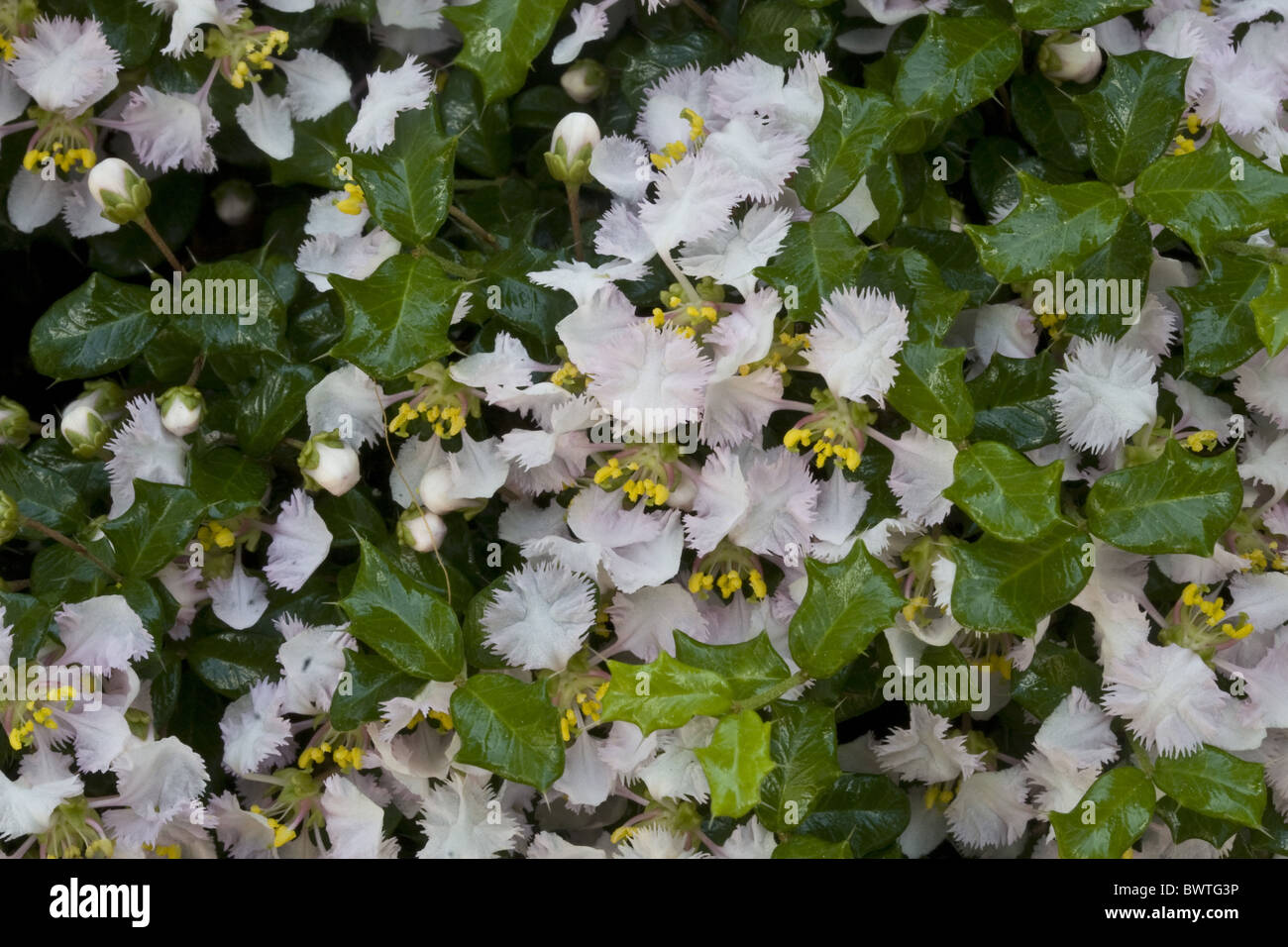archipelago asia asian bloom blooms caribbean evergreen evergreens ...