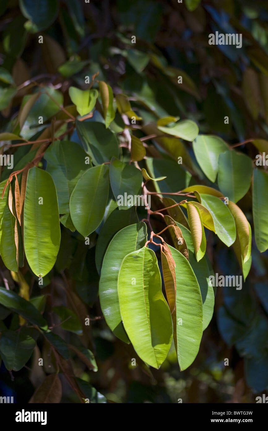 Star Apple Leaves