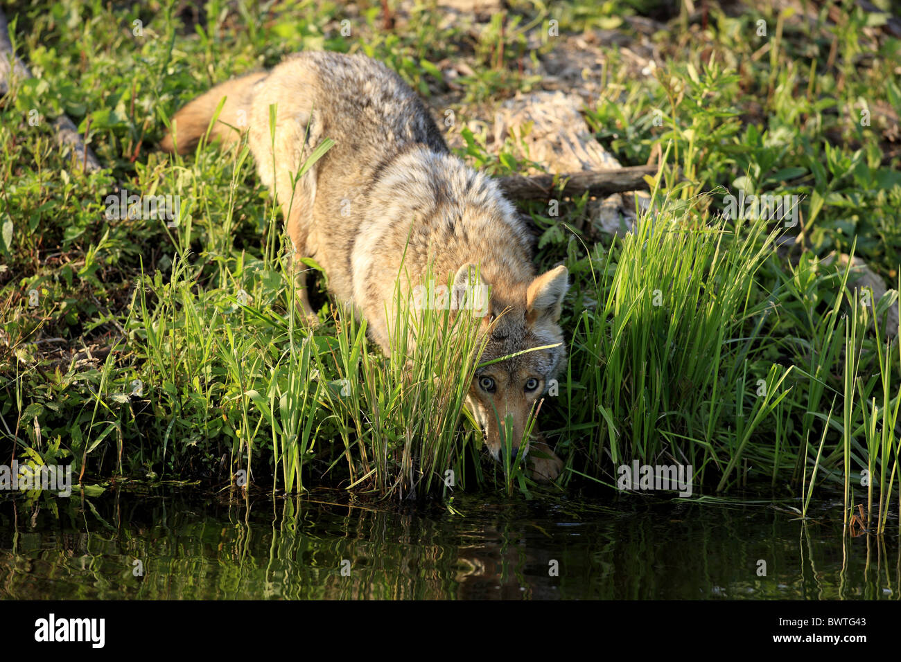 Coyote drinking water hi-res stock photography and images - Alamy