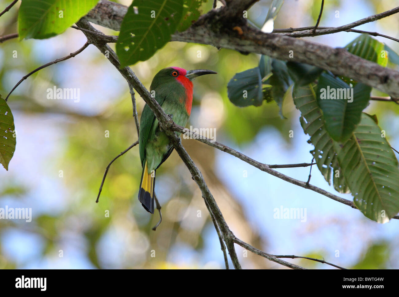Red bearded bee eater hi-res stock photography and images - Alamy