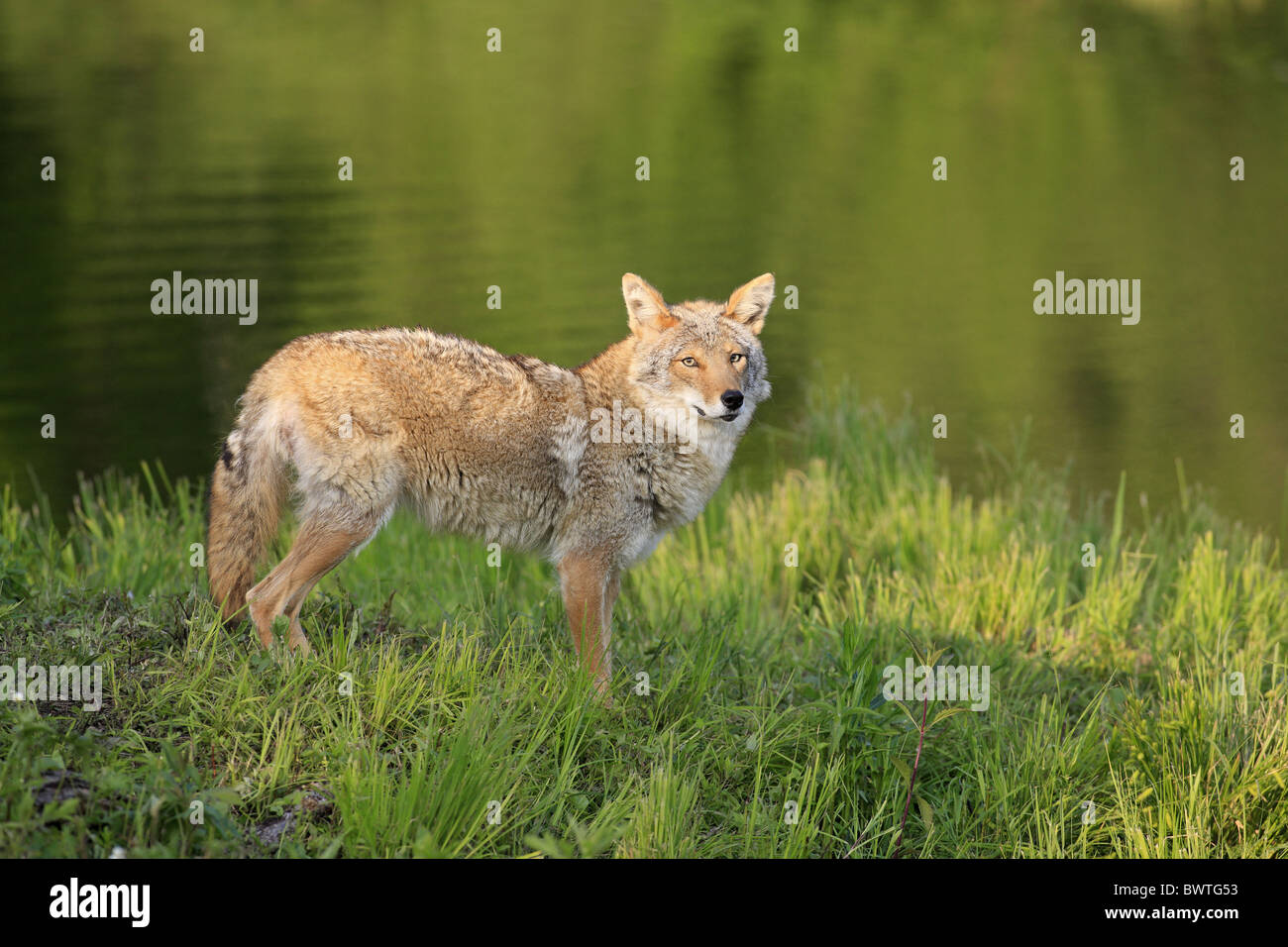 am Wasser - at water coyote coyotes canid canidae carnivore carnivores ...