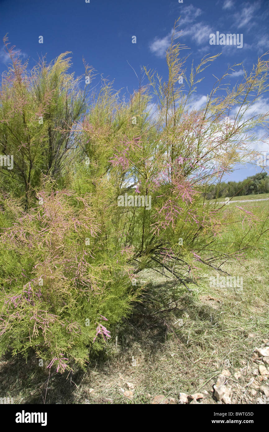Salt cedar tamarix ramosissima hi-res stock photography and images - Alamy