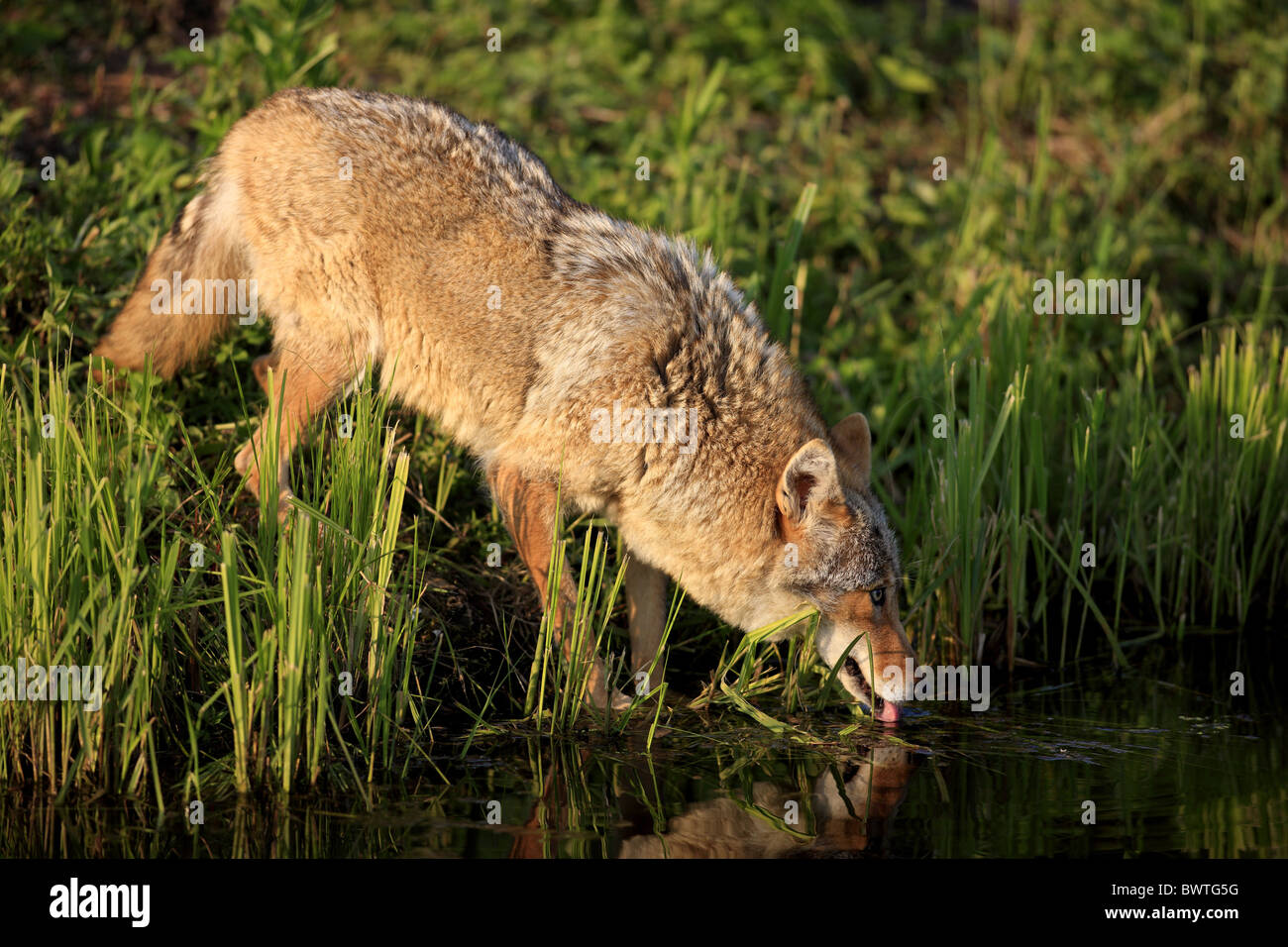 am Wasser - at water trinkend - drinking coyote coyotes canid canidae ...