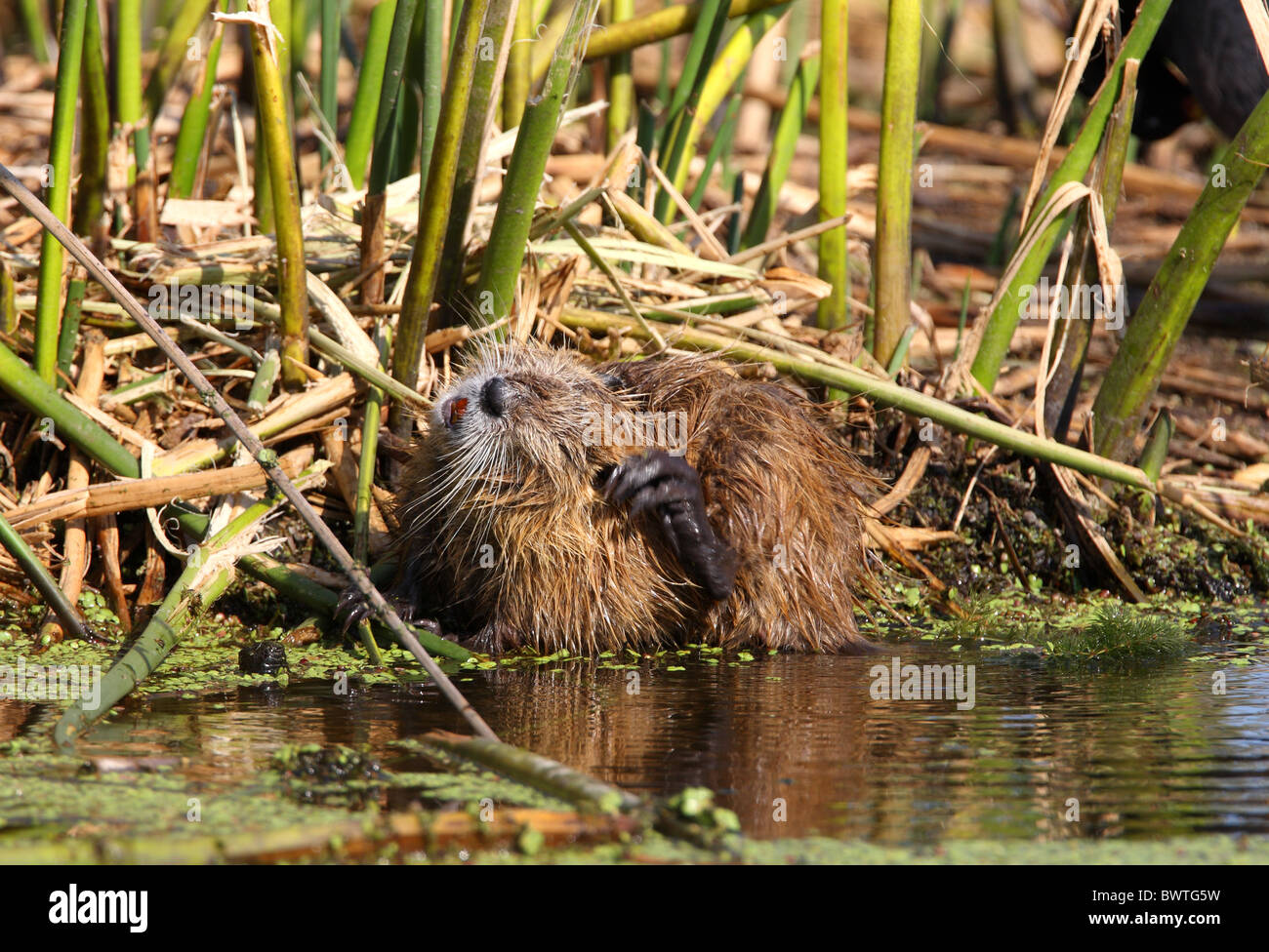 coypu coypus rodent rodents "south america" "south american" herbivore ...