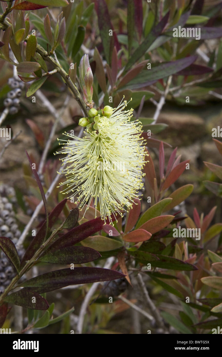Callistemon Pallidus Lemon Bottlebrush Bottlebrushes Myrtaceae Bloom ...