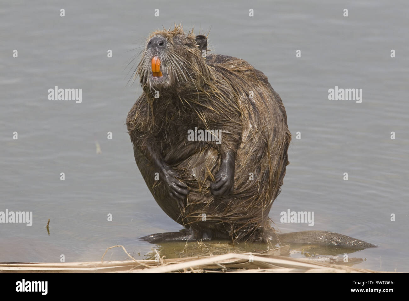 coypu coypus rodent rodents "south america" "south american" herbivore ...