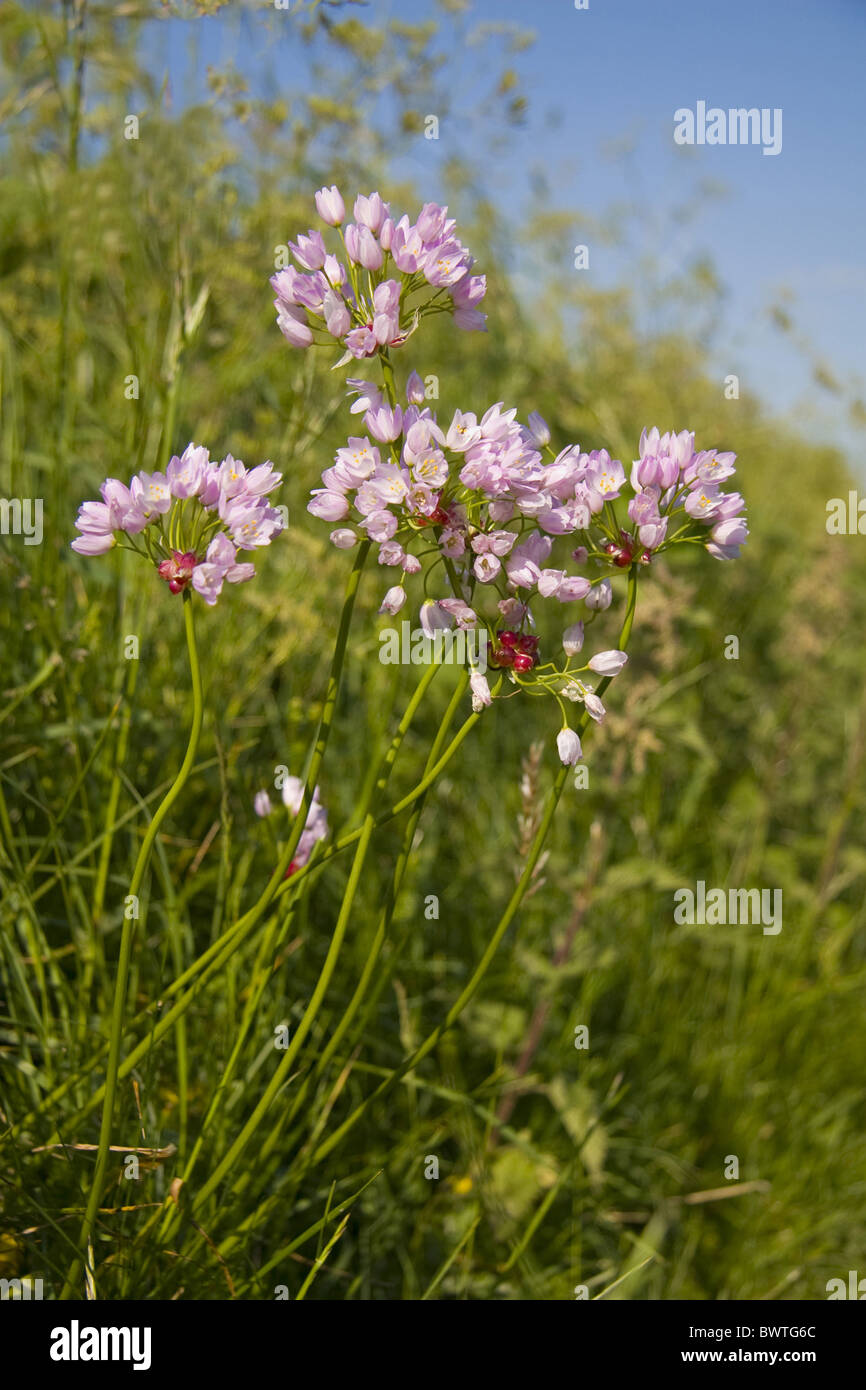Rosy Garlic Garlics Allium Alliums Roseum Liliaceae Pink Bloom Blooms ...