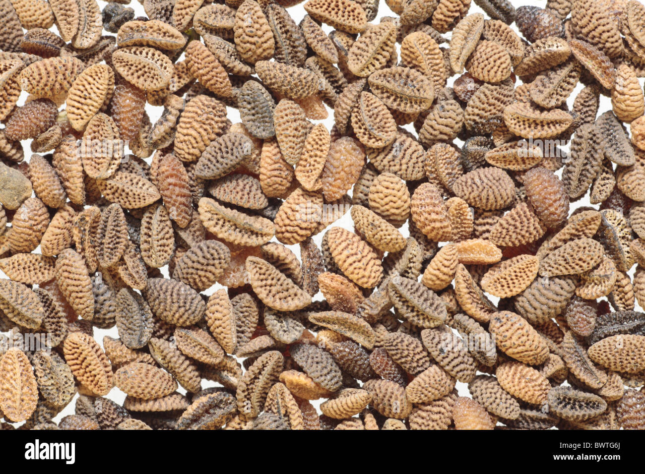 seed crop cropping seeding plant close close-up macro garden gardening ...