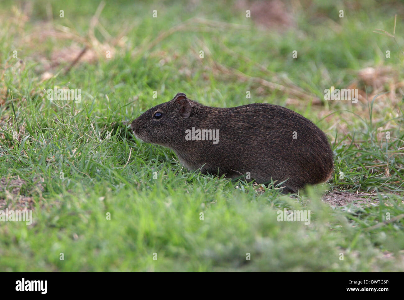 Common Yellow-toothed Cavy Galea musteloides Stock Photo - Alamy