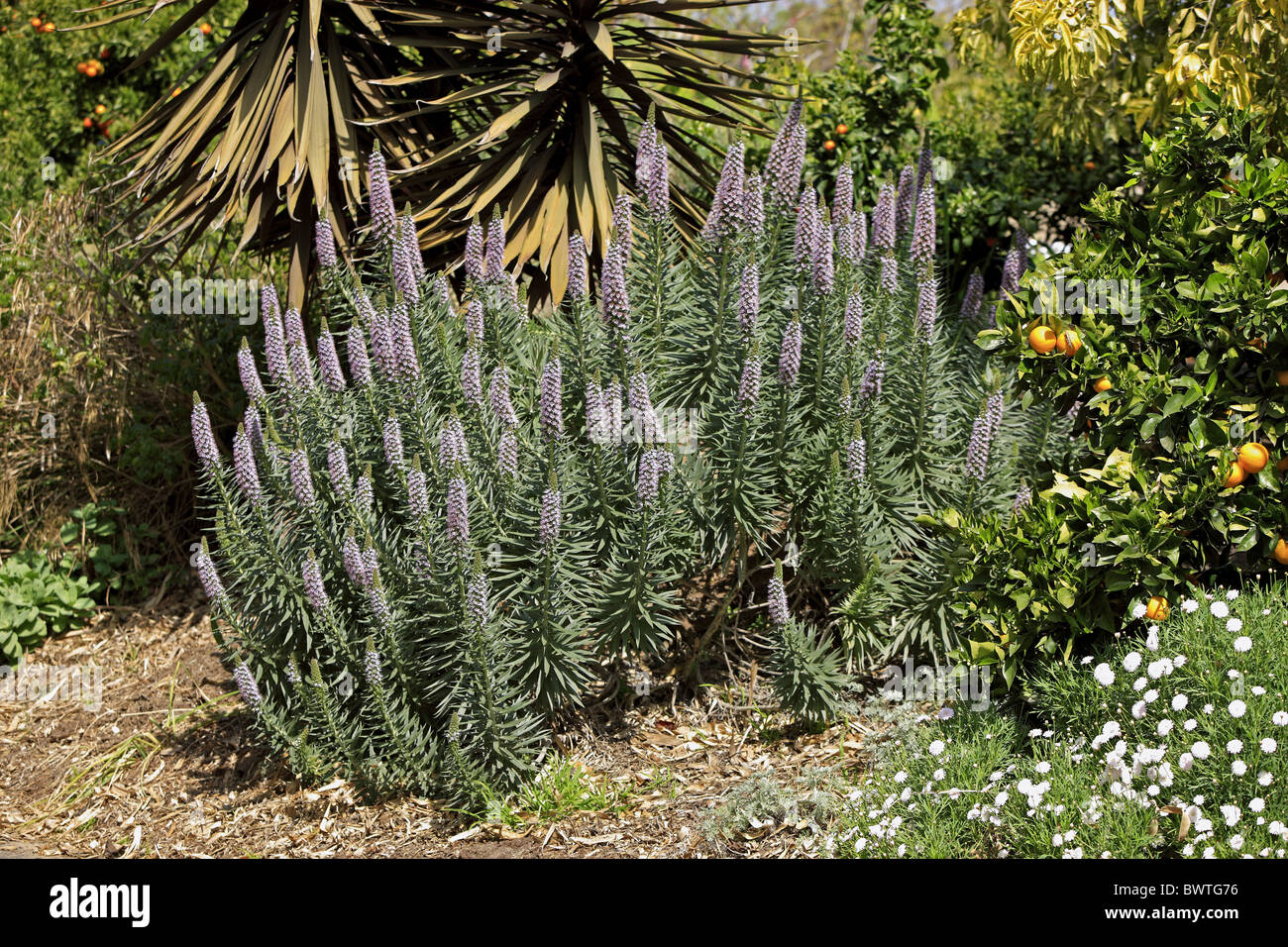 Echiums hi-res stock photography and images - Alamy