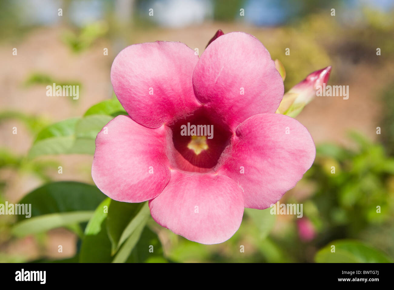 Allamanda flower hi-res stock photography and images - Alamy