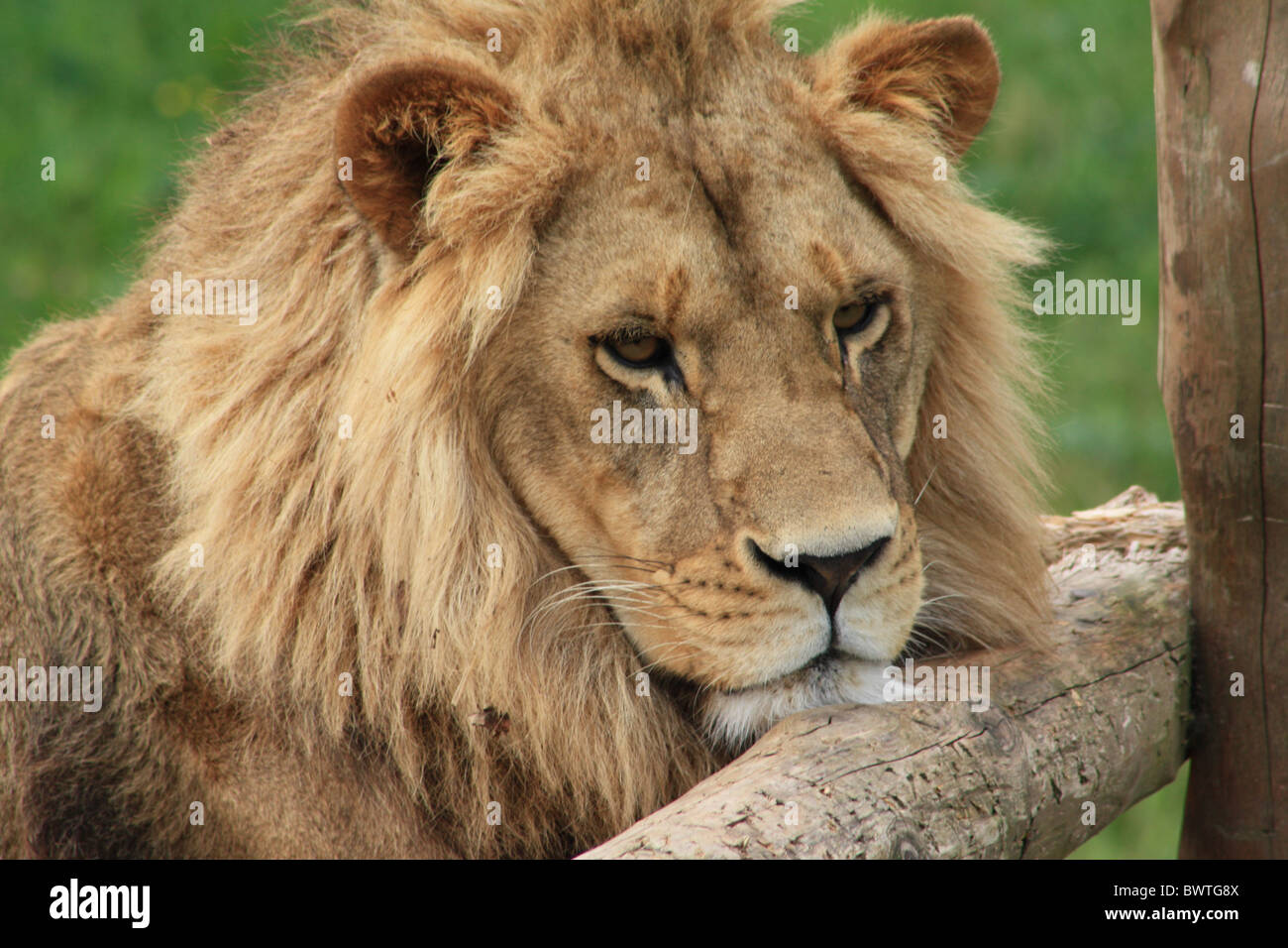 Lion around hi-res stock photography and images - Alamy