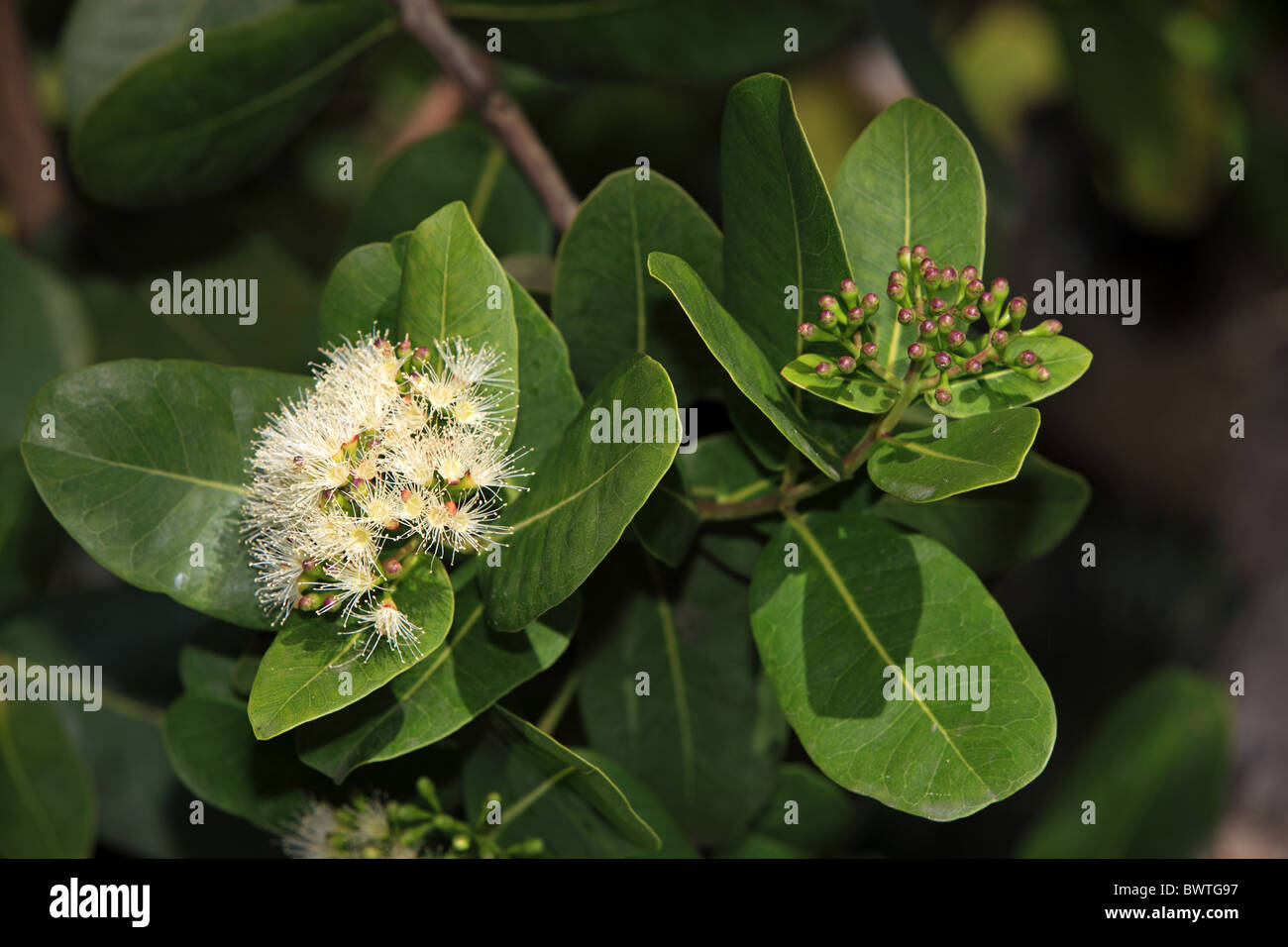 Water berry trees syzygium cordatum hi-res stock photography and images ...