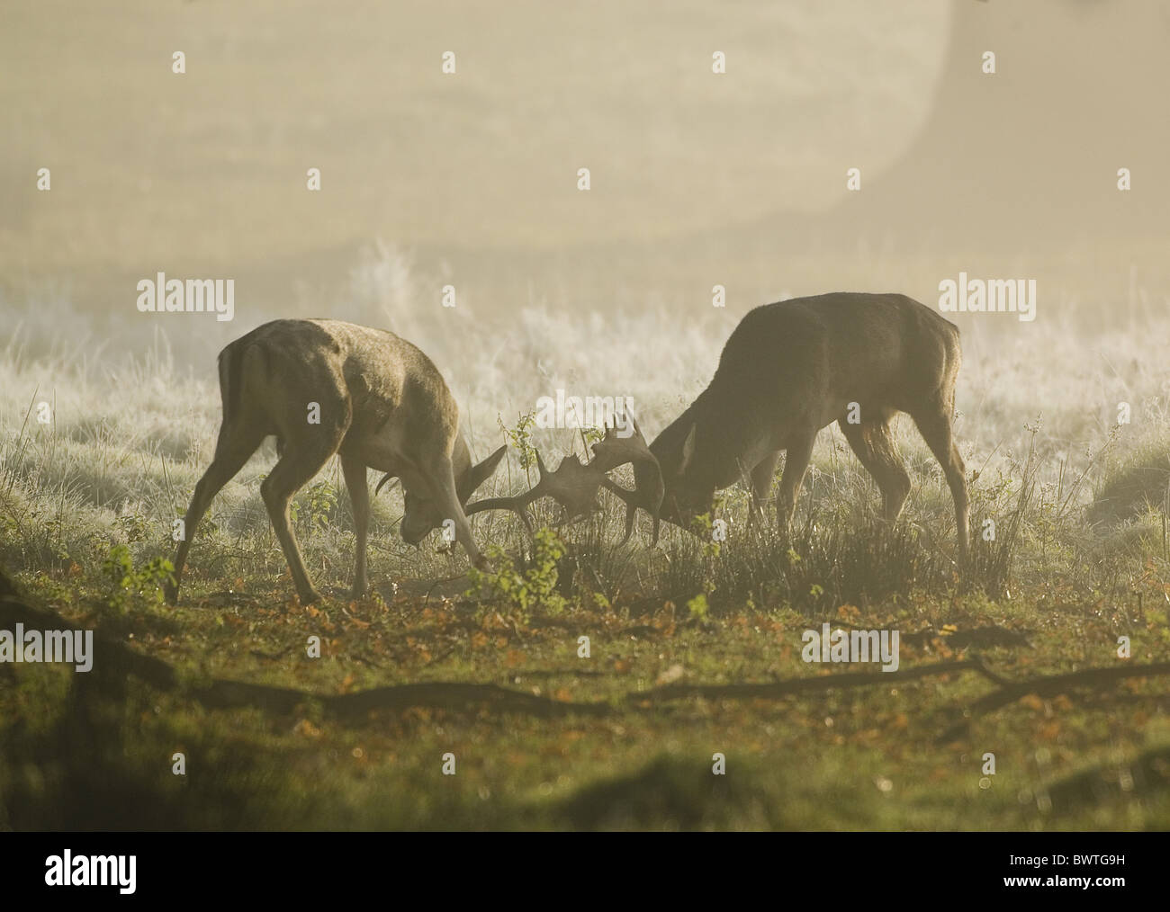 Fallow Deer Dama dama two bucks fighting during Stock Photo - Alamy