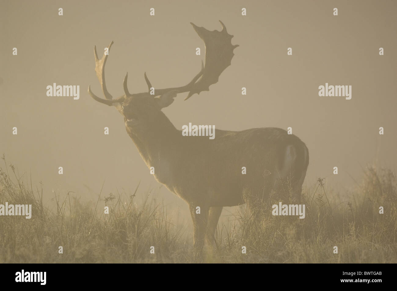 Fallow Deer Dama dama buck roaring during rut Stock Photo - Alamy