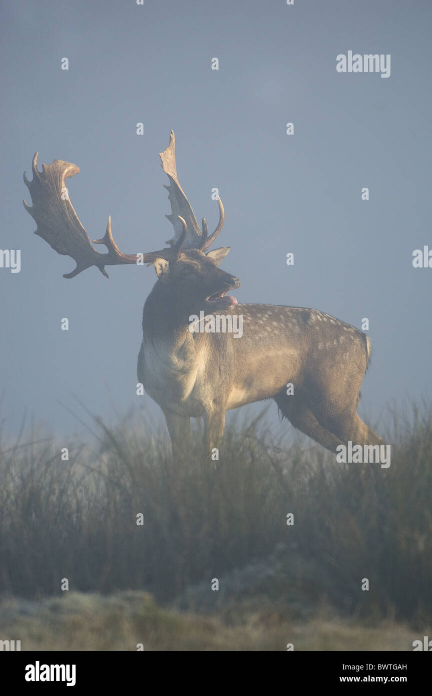 Fallow Deer Dama dama buck roaring during rut Stock Photo - Alamy