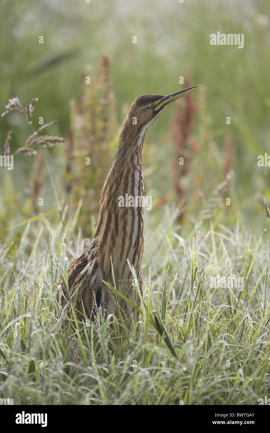 American Bittern Botaurus lentiginosus Stock Photo - Alamy