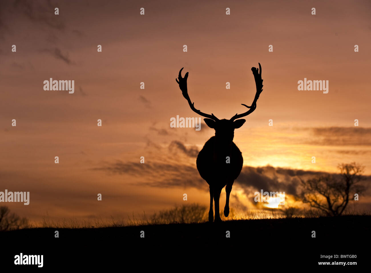 adult alone animals antlers atmospheric backlit britain buck dramatic ...