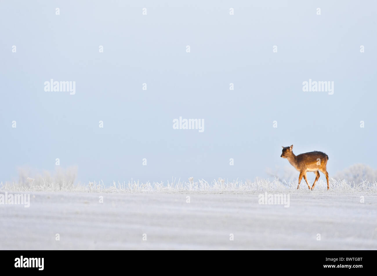 alone animals britain cold england english europe european freeze frost ...