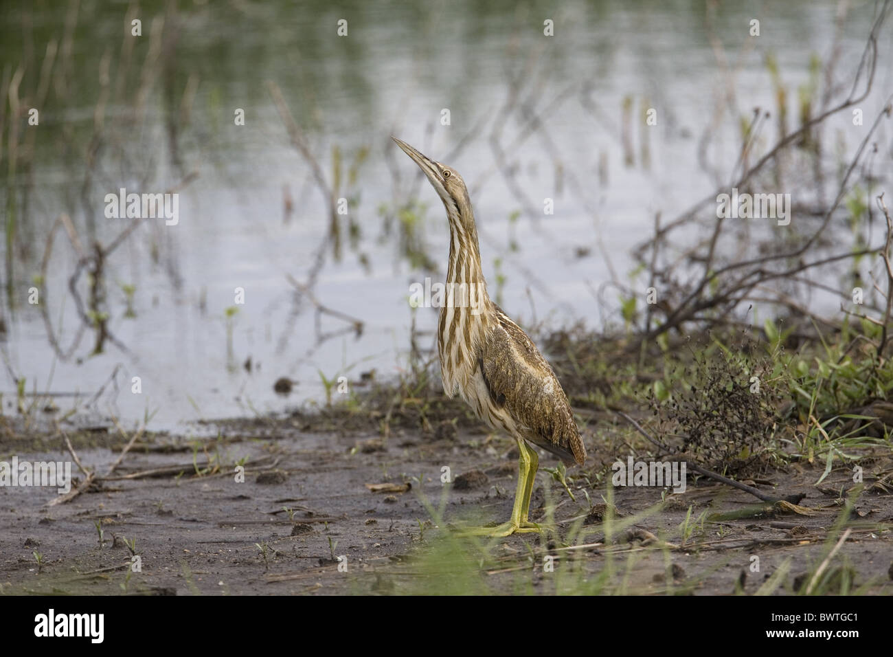 American Bittern (Botaurus lentiginosus) adult, standing beside slough ...