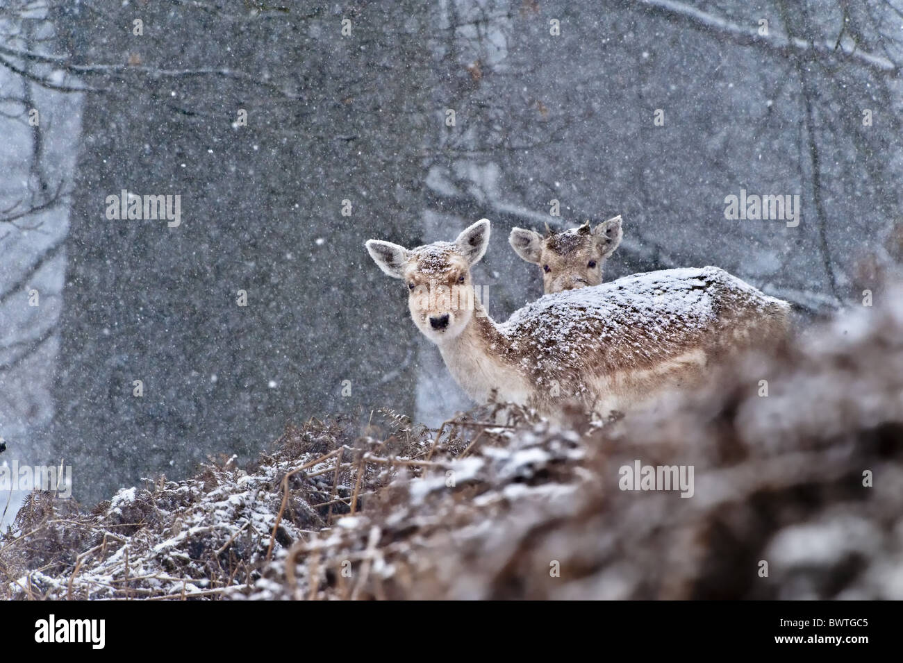 animals blizzard britain cervidae cold countryside dama dama england ...