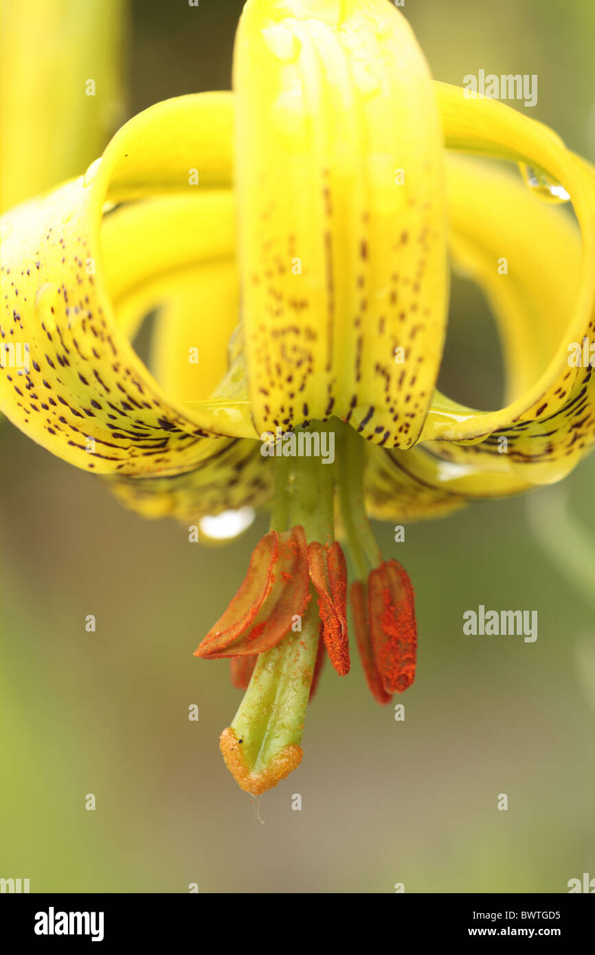 Lilium pyrenaicum lily pyrenean plant flower flowering wildflower close ...