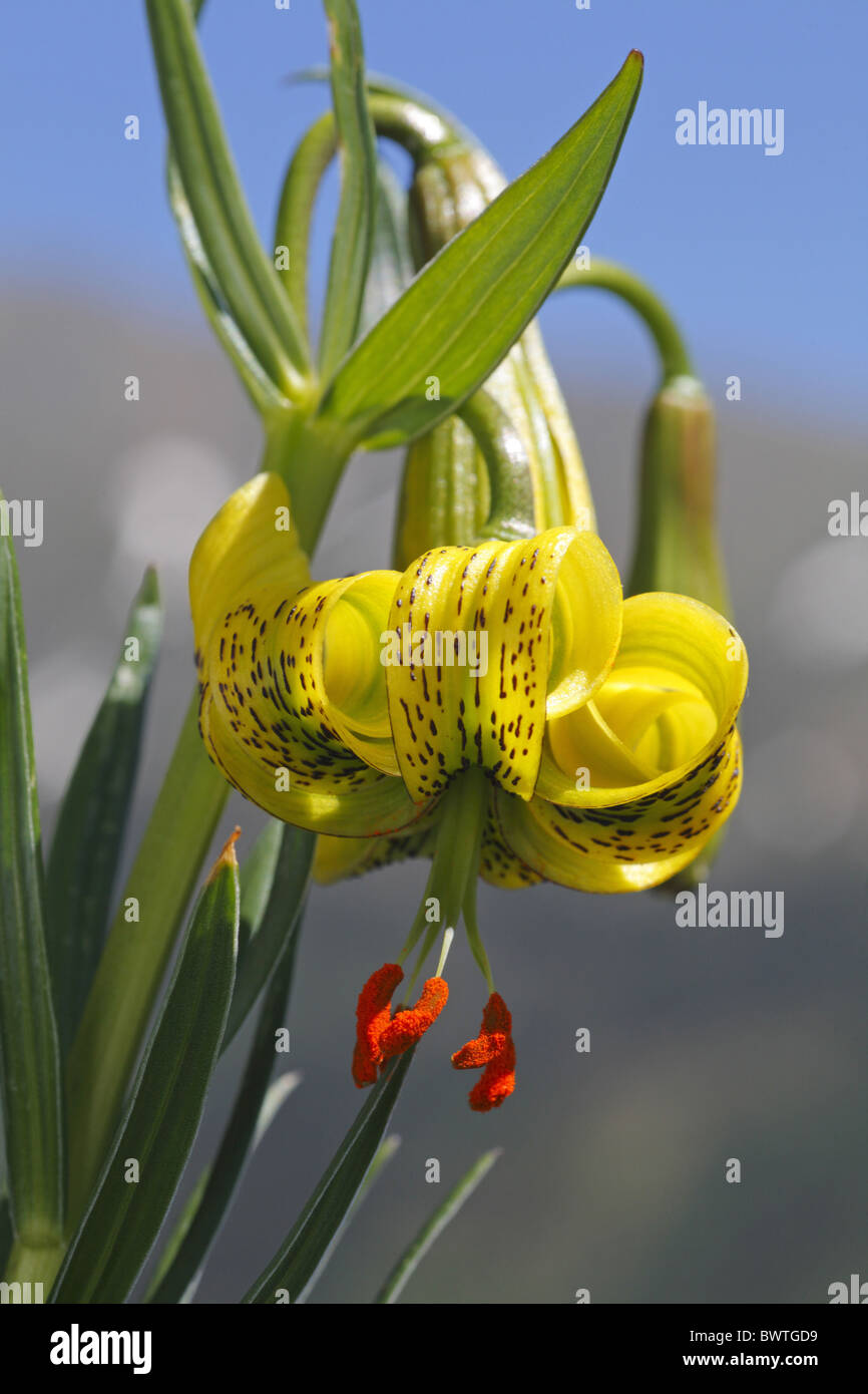 France French Pyrenees natural wild wildlife environment environmental ...