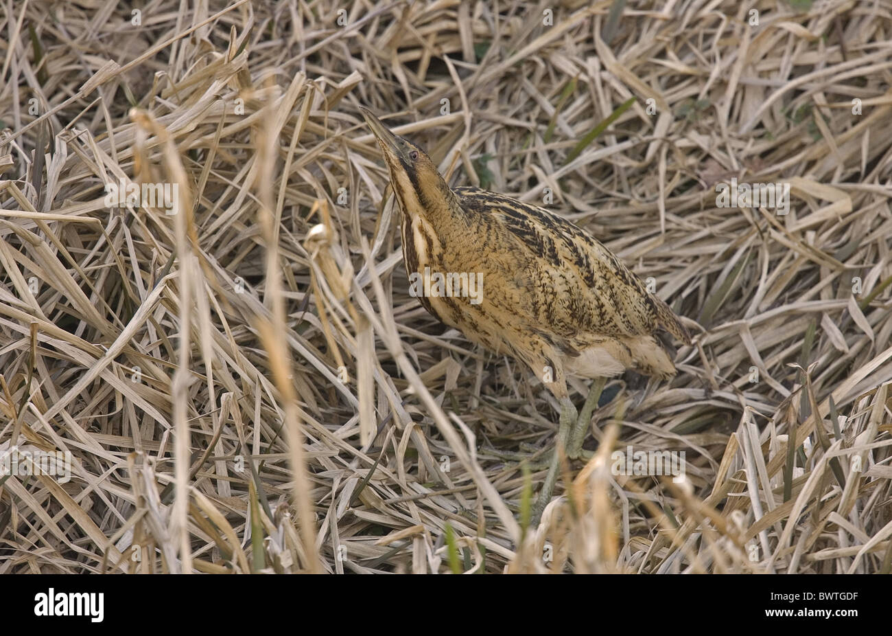 Great Bittern (Botaurus stellaris) adult, sky-pointing posture, Norfolk ...