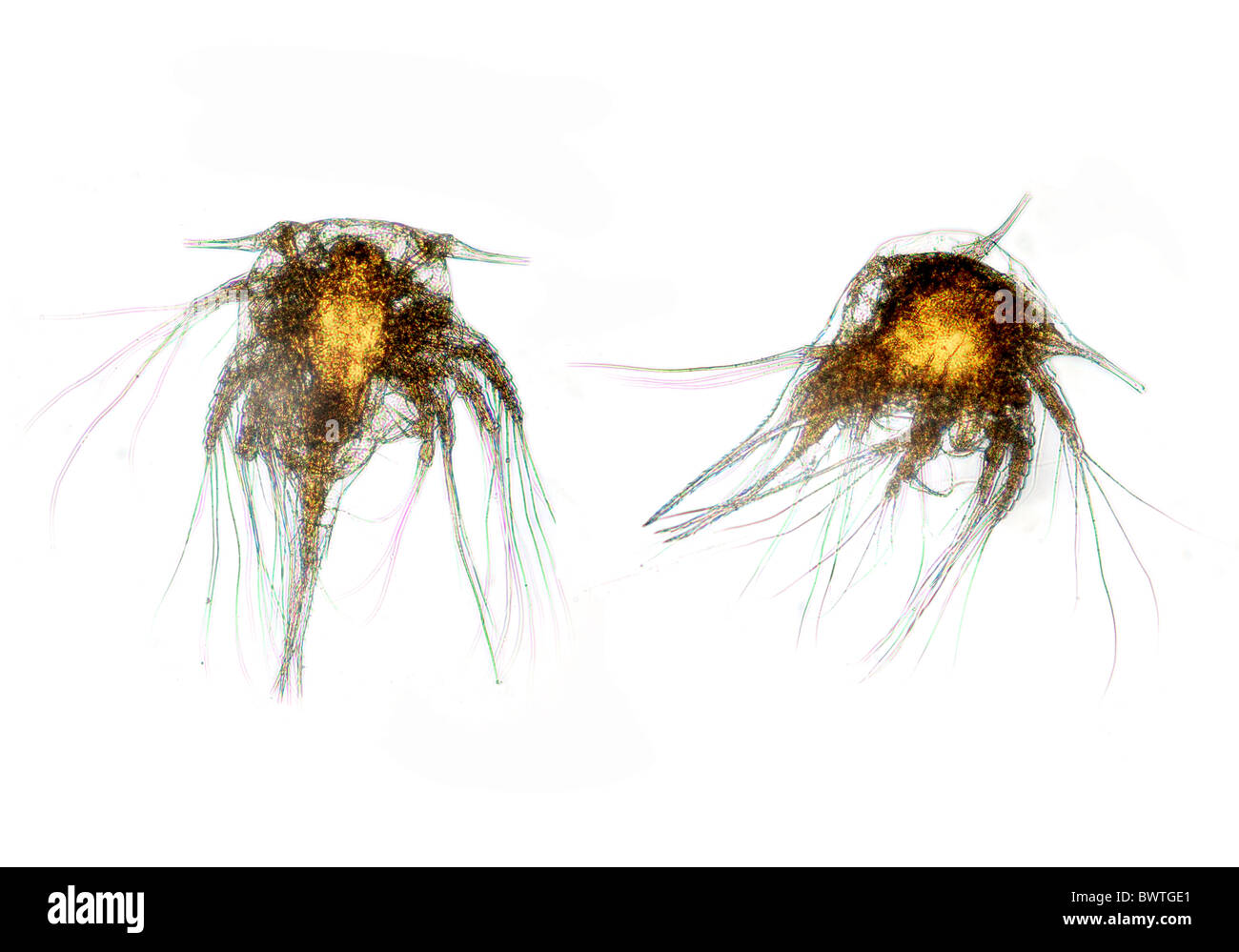 Barnacle Nauplius Larvae