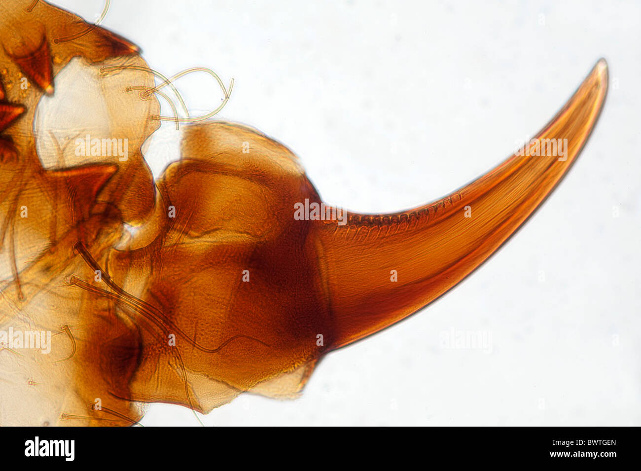 Cotton Red Spider close-up showing fang Stock Photo - Alamy