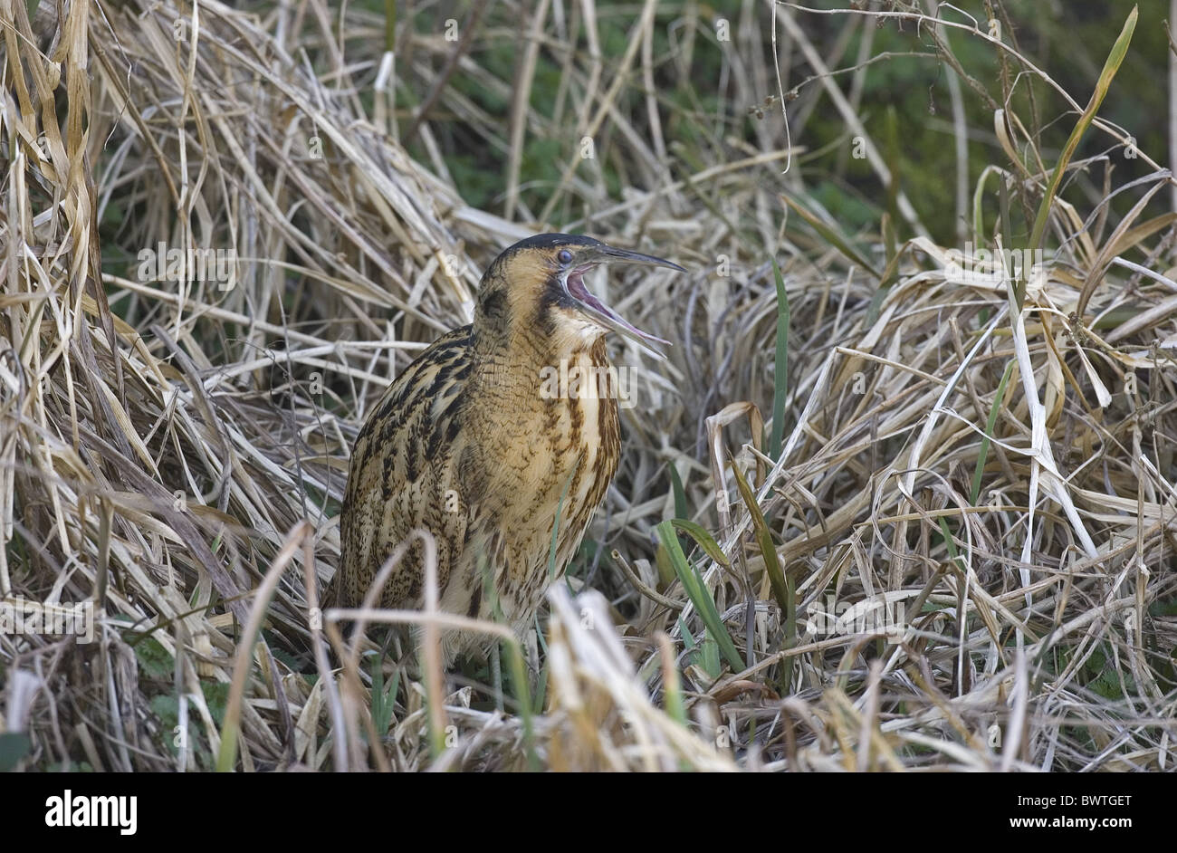 Great Bittern (Botaurus stellaris) adult, regurgitating pellet, Norfolk ...