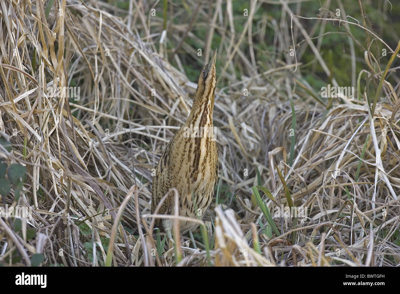 Bittern posture hi-res stock photography and images - Alamy