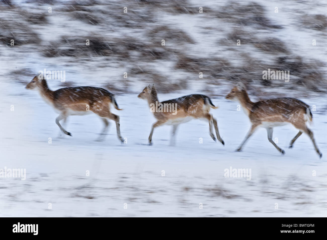animals blizzard britain cervidae cold countryside dama dama england ...