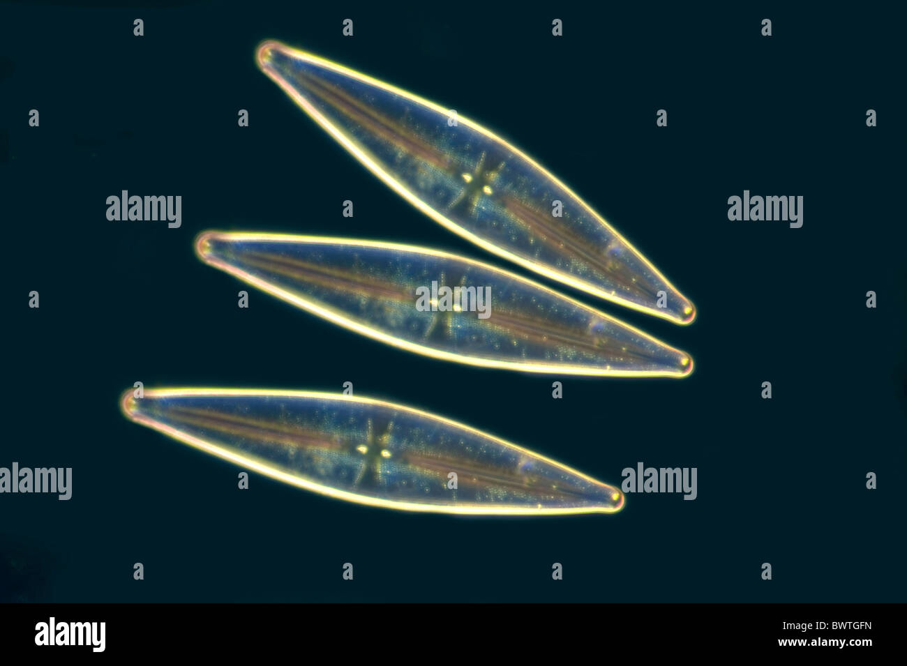 Marine diatom hi-res stock photography and images - Alamy