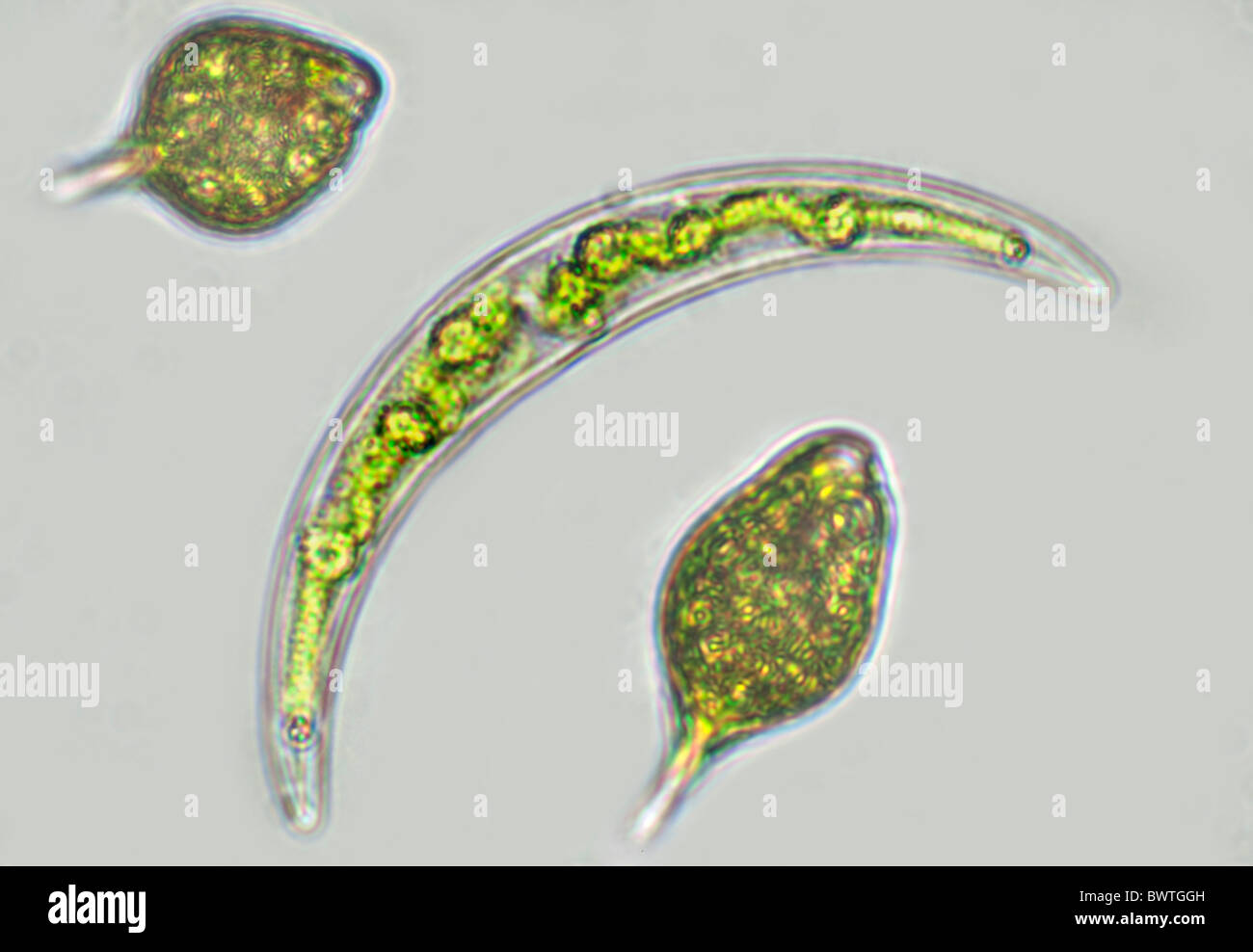 Algae Cell Under Microscope