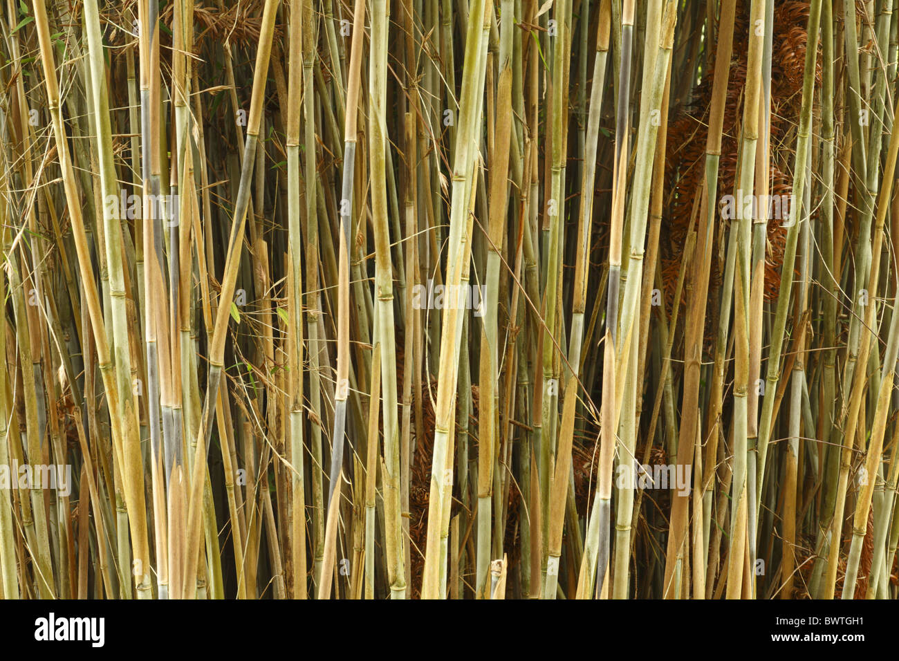 Semiarundinaria fastuosa bamboo shrub grass cane europe european ...