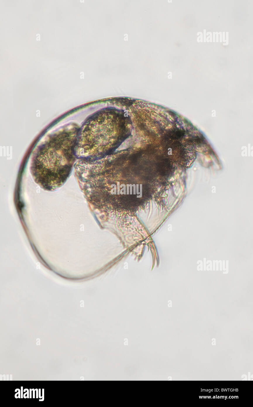 Cladocera hi-res stock photography and images - Alamy