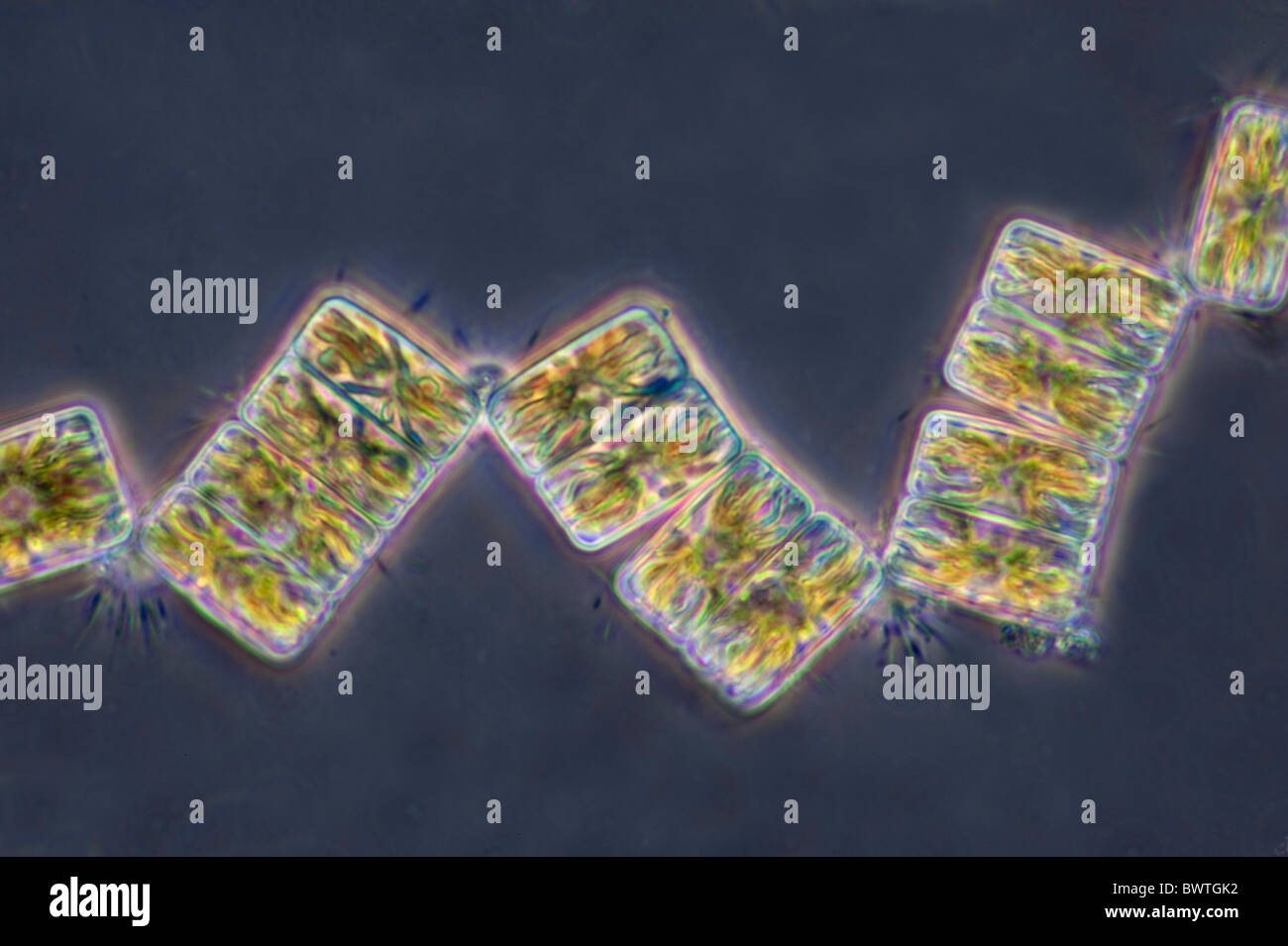 Phytoplankton Epighytic Marine Diatom Stock Photo - Alamy