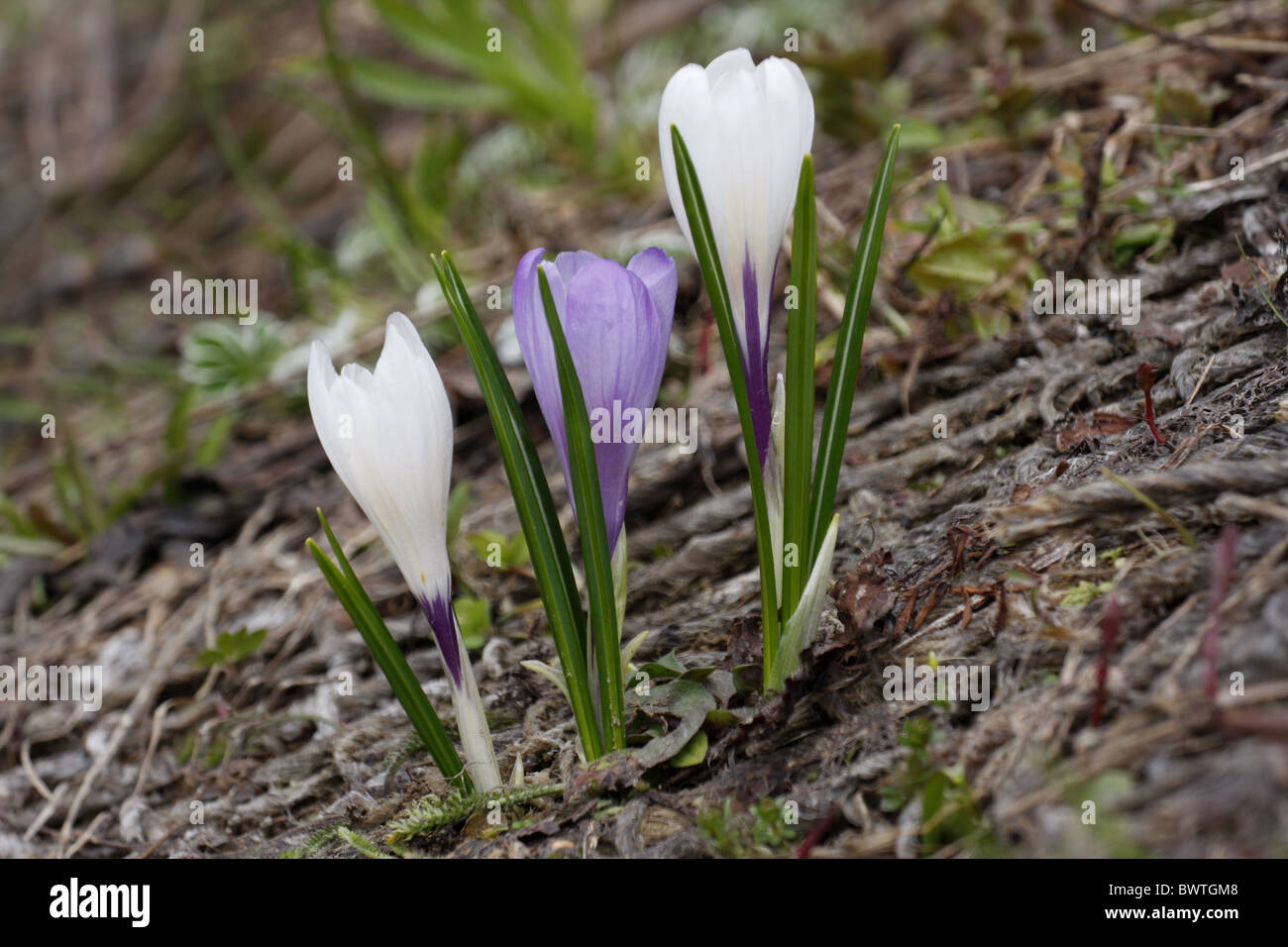 Spring Crocus Crocus albiflorus flowering growing Stock Photo - Alamy