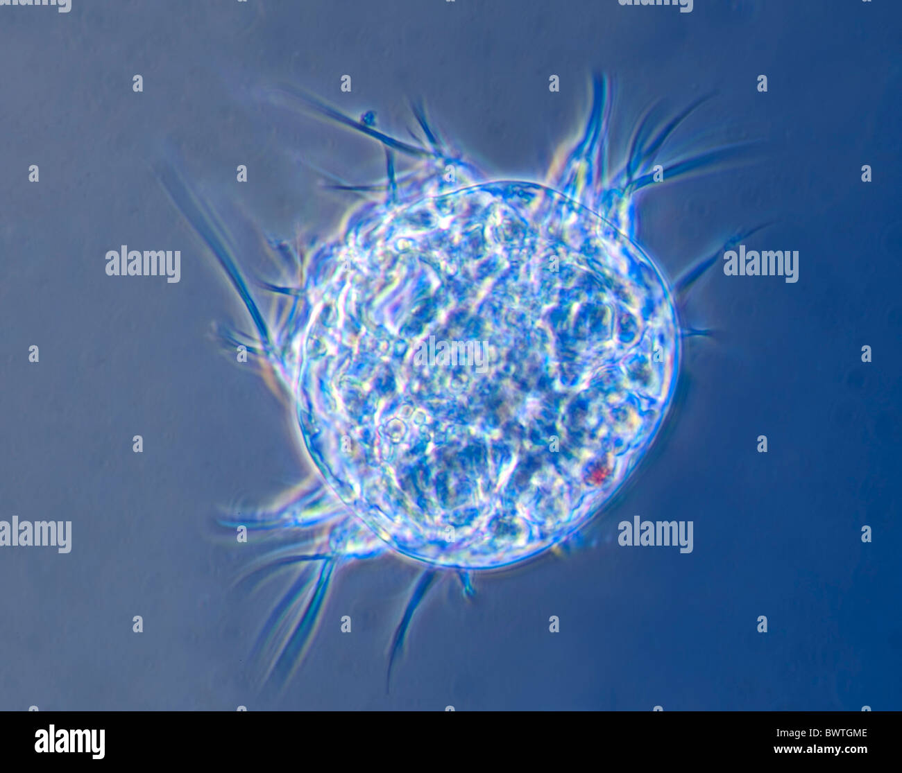 Plankton microscope hi-res stock photography and images - Alamy