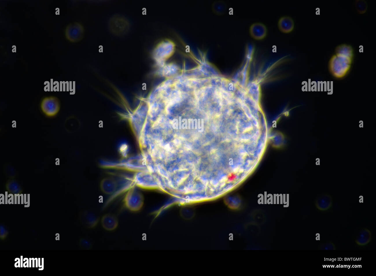 Copepods Crustaceans Marine Plankton Stock Photo - Alamy