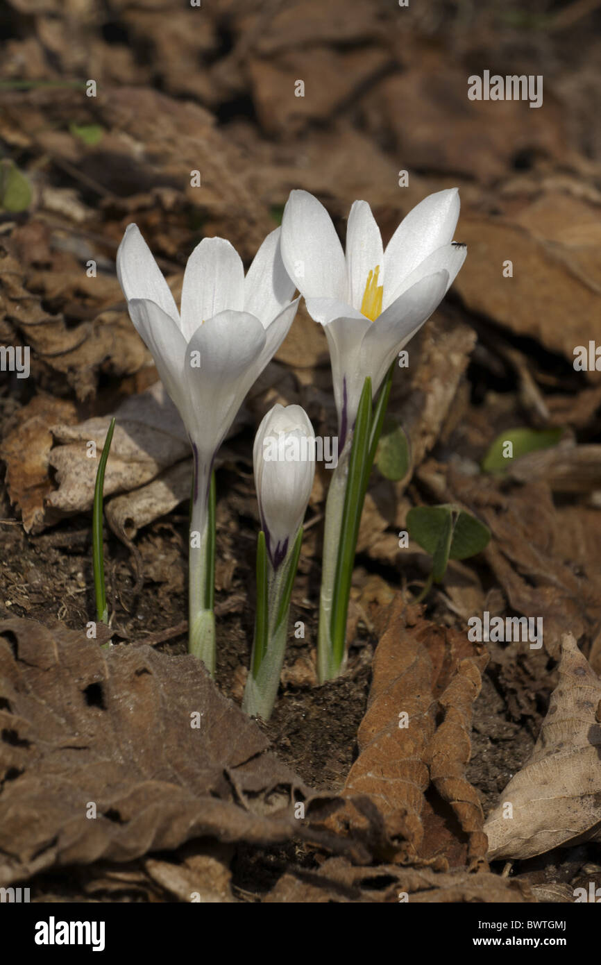 Spring Crocus Crocus albiflorus flowering growing Stock Photo - Alamy