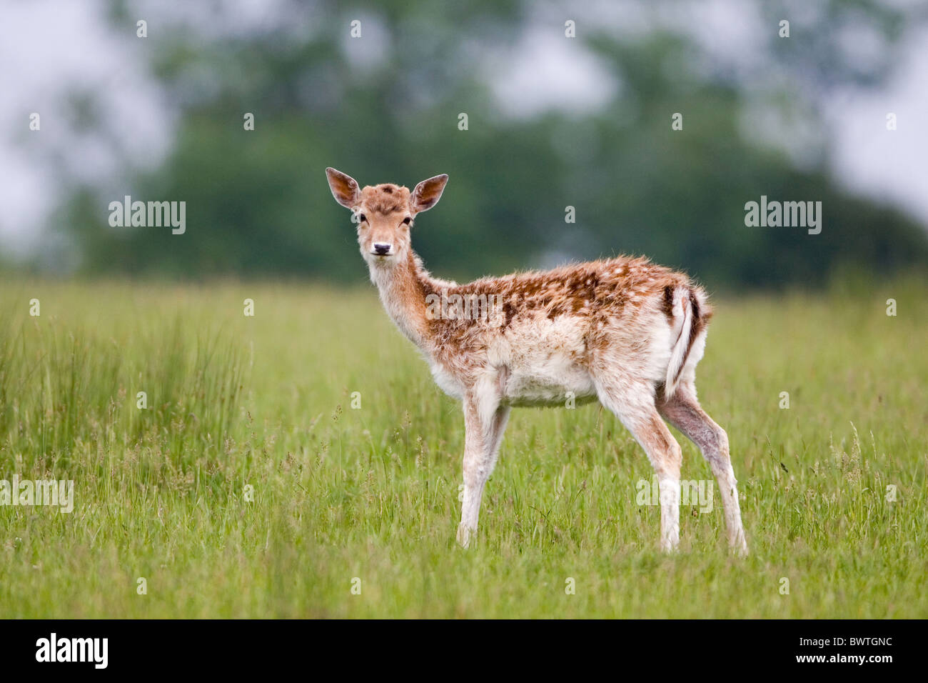 animals mammals fallow deer deer Dama Dama dama Suffolk England UK ...