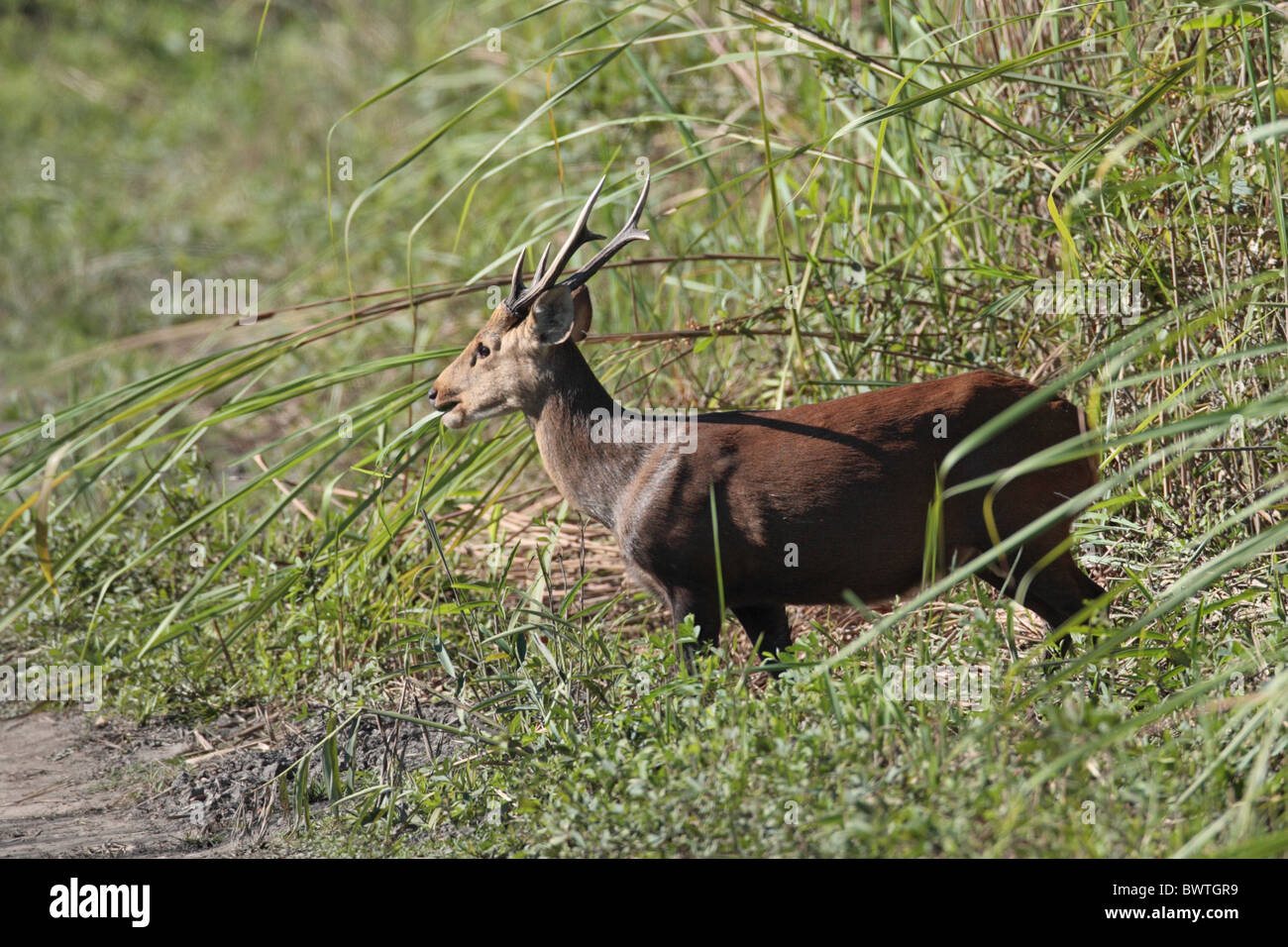 Hog Deer Axis porcinus adult male feeding Stock Photo - Alamy