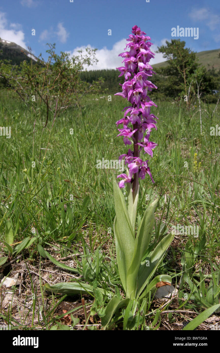 Ovalis hi-res stock photography and images - Alamy