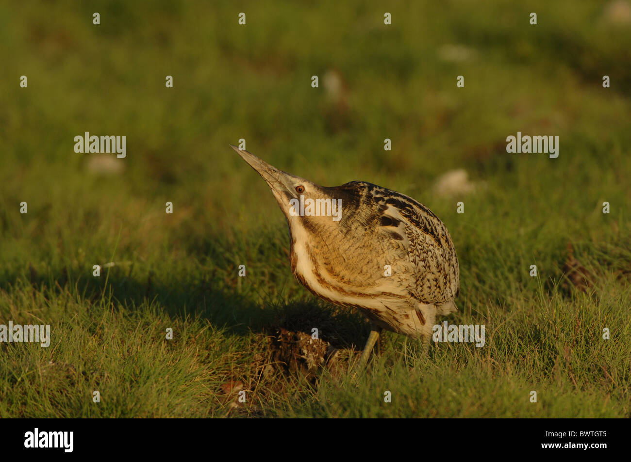 Great Bittern (Botaurus stellaris) adult, alert posture, in open ground ...