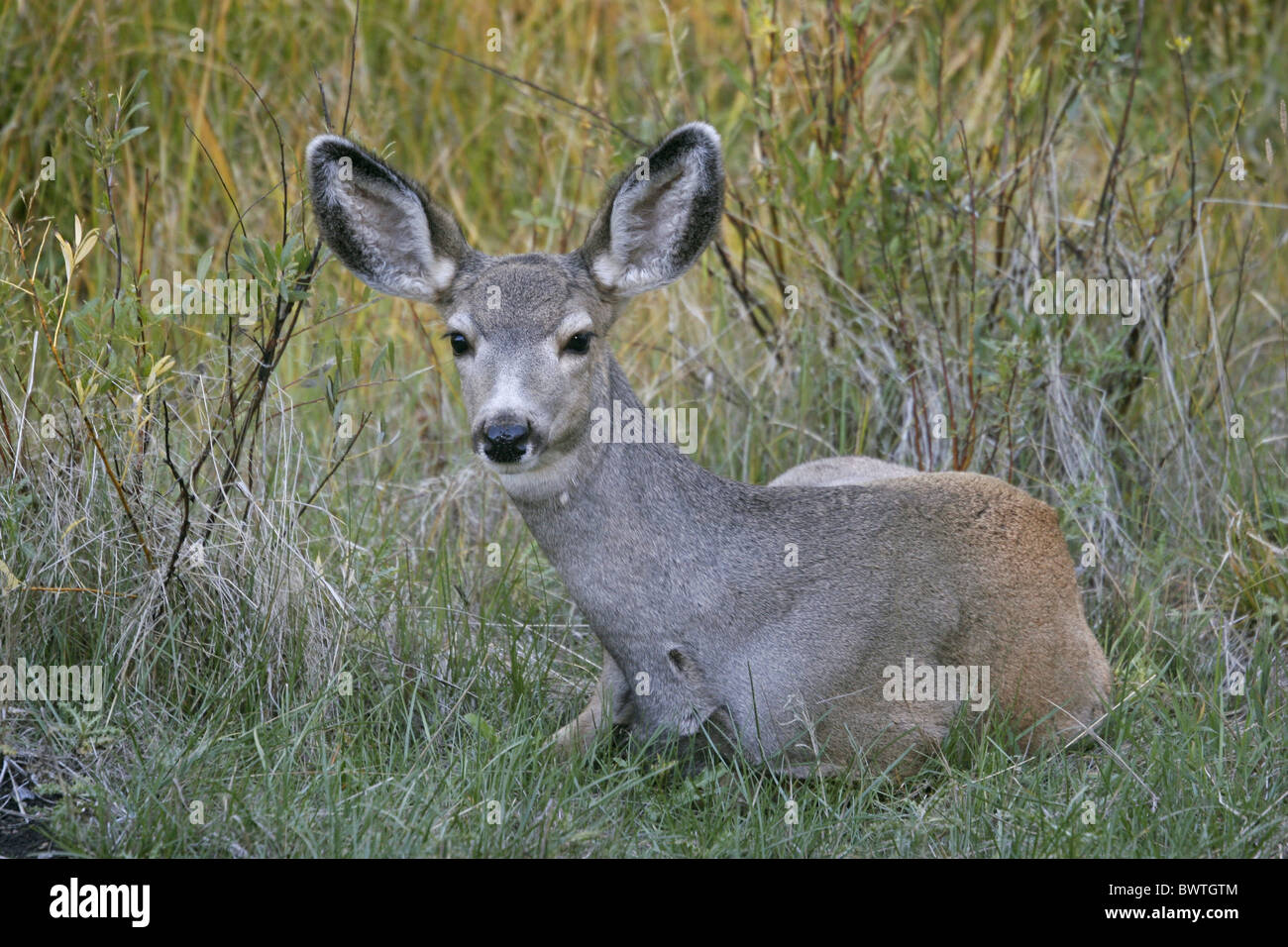 deer deers herbivore herbivores "north america" "north american" "black ...